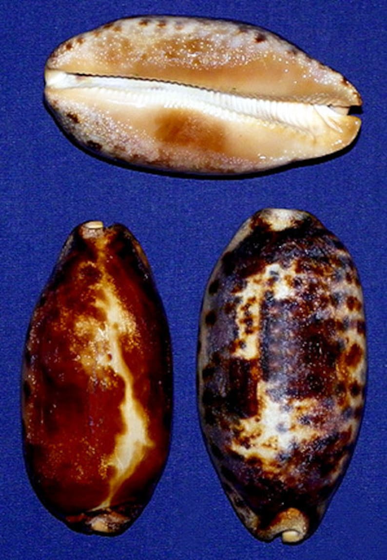 Cypraea Testudinaria - Turtle Cowry Seashell 3"-4" (1 Shell) - Etsy