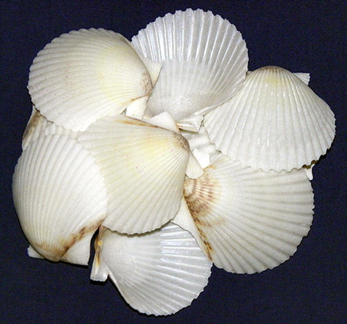 White Scallop, Clam, Cockle Half Shells ~ 1-1/2"-2" ~ Craft Seashells ...