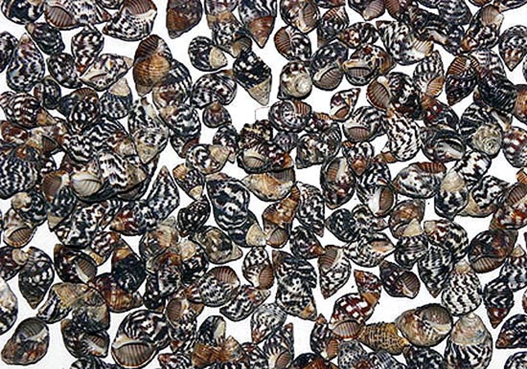 Planaxis Sulcatus Craft Shells ~ Approximately (400 Pcs.) 1/2" Shells ...