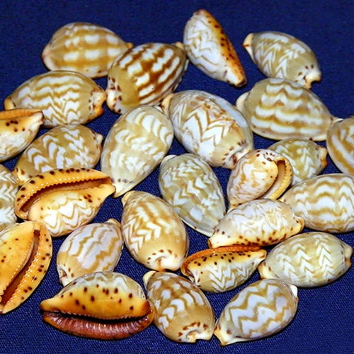 Beehive Bumblebee Snail Shells 1/2. Craft and Jewelry - Etsy