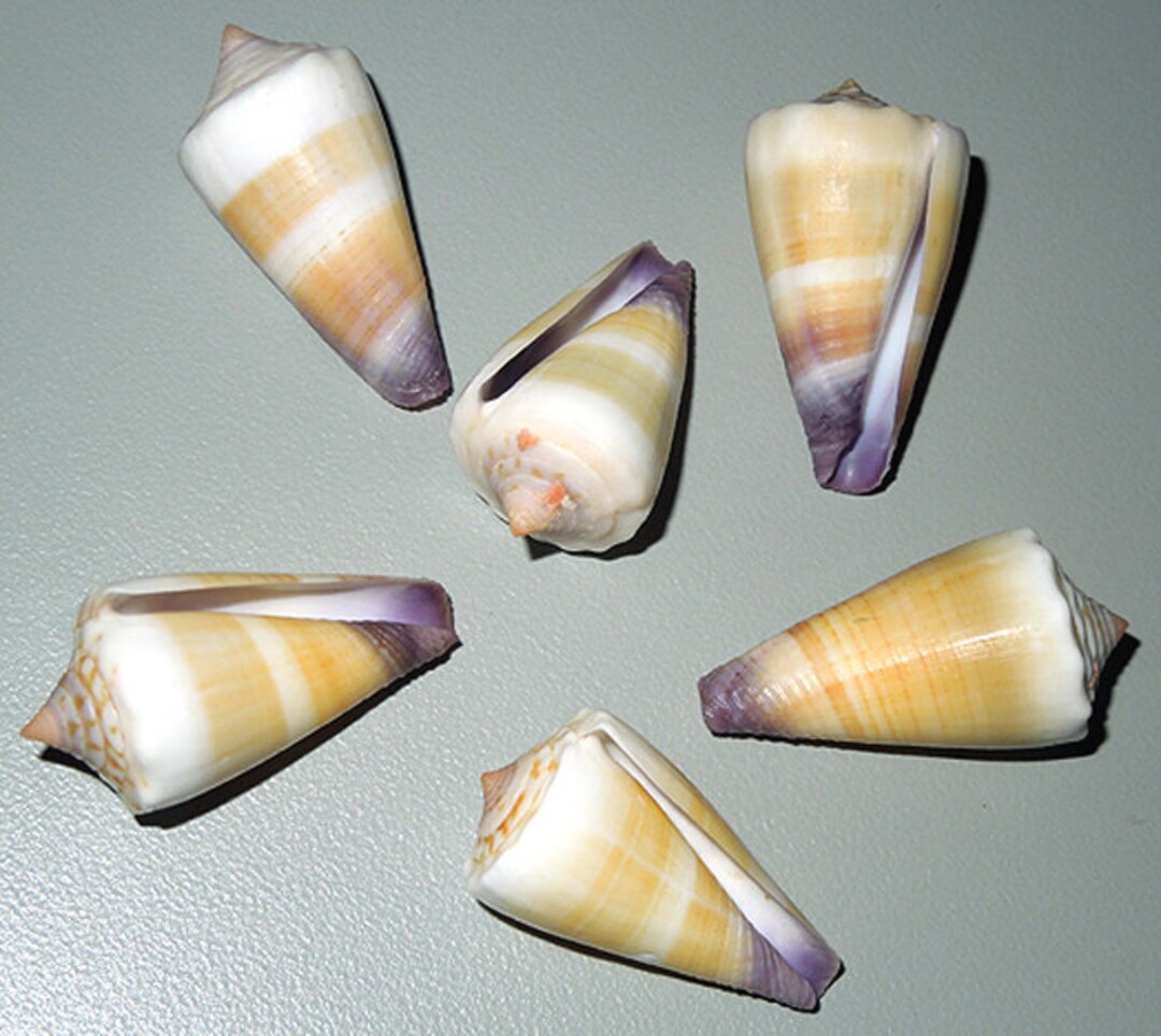 Conus Muriculatus Sugillatus ~ Cone Seashell ~ 35mm./1-3/8" F ...