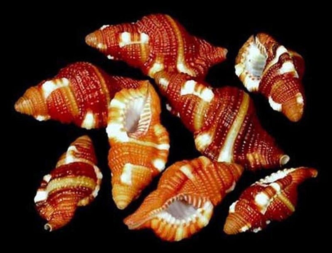 Cymatium Rubeculum Triton Shells~35/40mm.-1-3/8"-1-1/2" Specimen ...