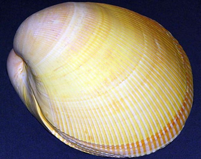 Giant Pacific Yellow Cardium Cockle Shell 5"- 5-1/2" (1 Paired Shell ...