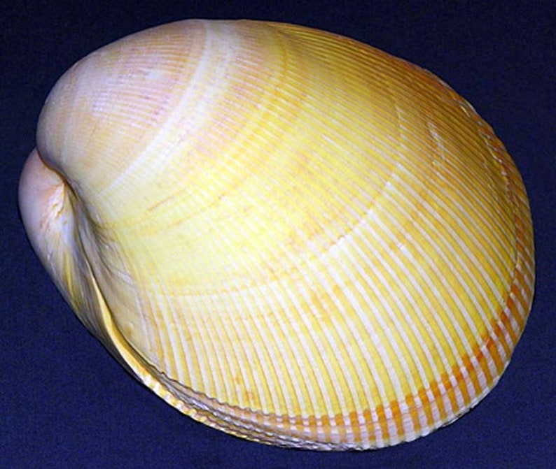 Giant Pacific Yellow Cardium Cockle Shell 5 5-1/2 1 Paired Shell top ...