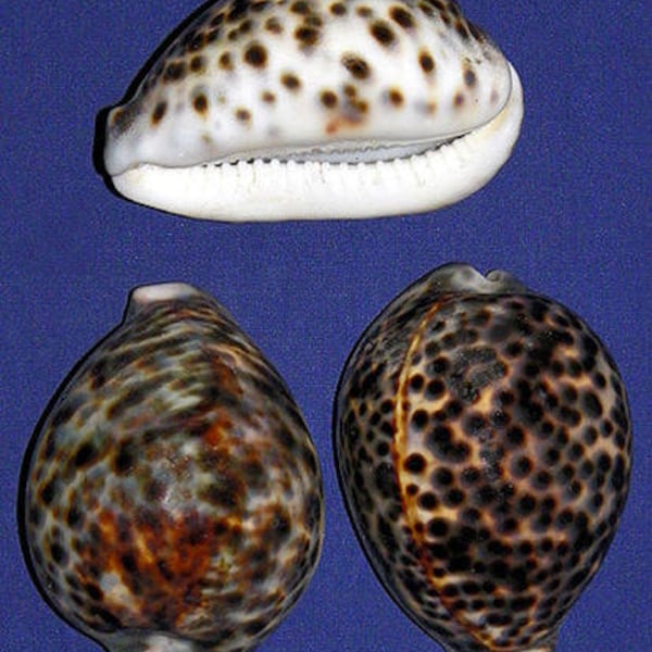 Tiger Cowrie - Etsy