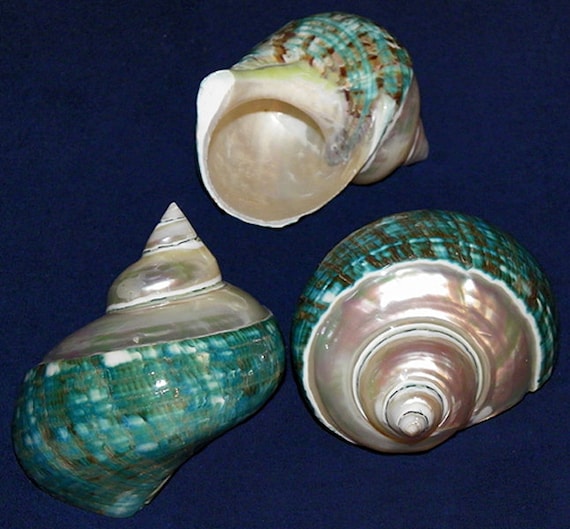Pearled Banded Polished Green Jade Turbo Seashell - Etsy