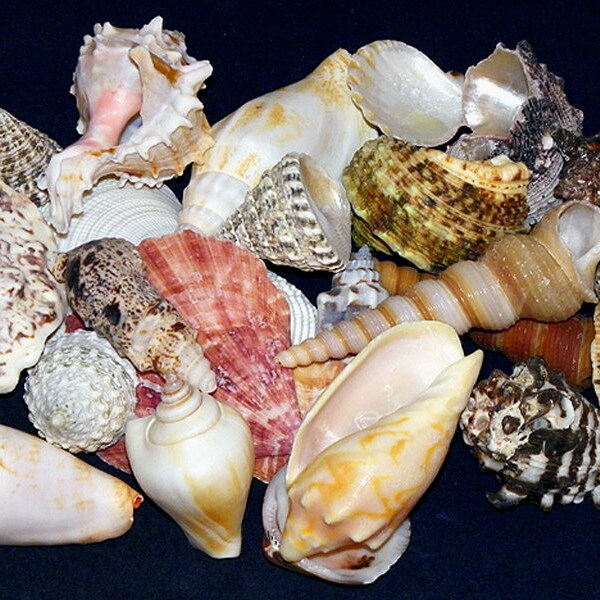 Pacific Ocean Shells - Etsy