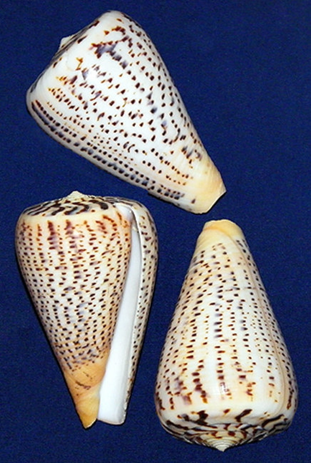 Cone Conus Suratensis Seashell 2-1/2" - 3" (1 Shell) - Etsy