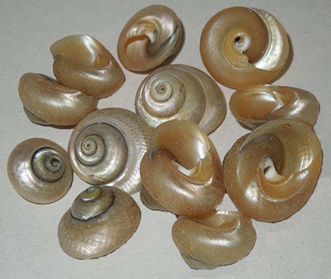 Pearled Tegula Fasciata ~ Smooth Atlantic Sea Snail Seashells ~ 1"- 1-1 ...