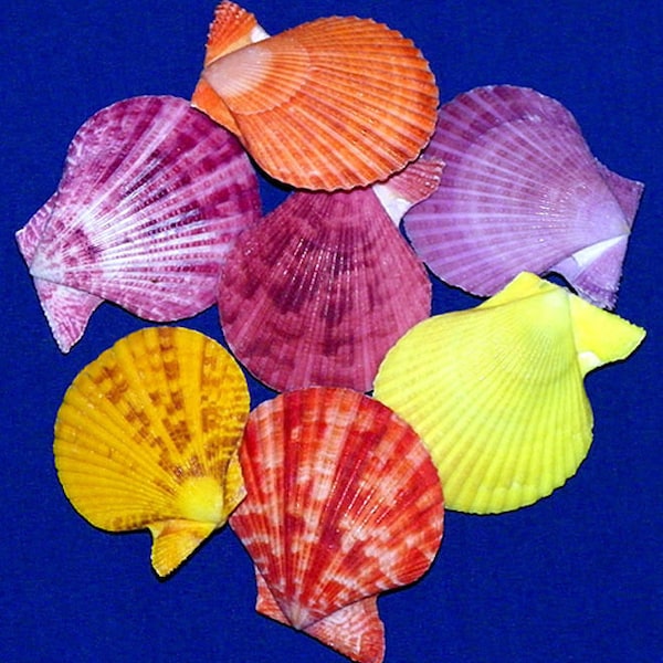 Assorted Seashells - Etsy
