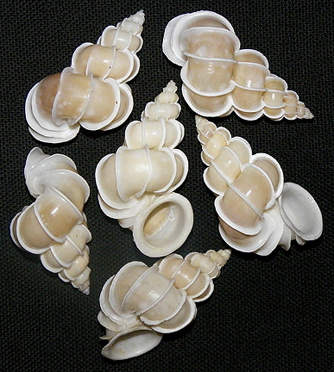 Precious Wentletrap~epitonium Scalare Shell (approx. 1-1/2") (1) B ...