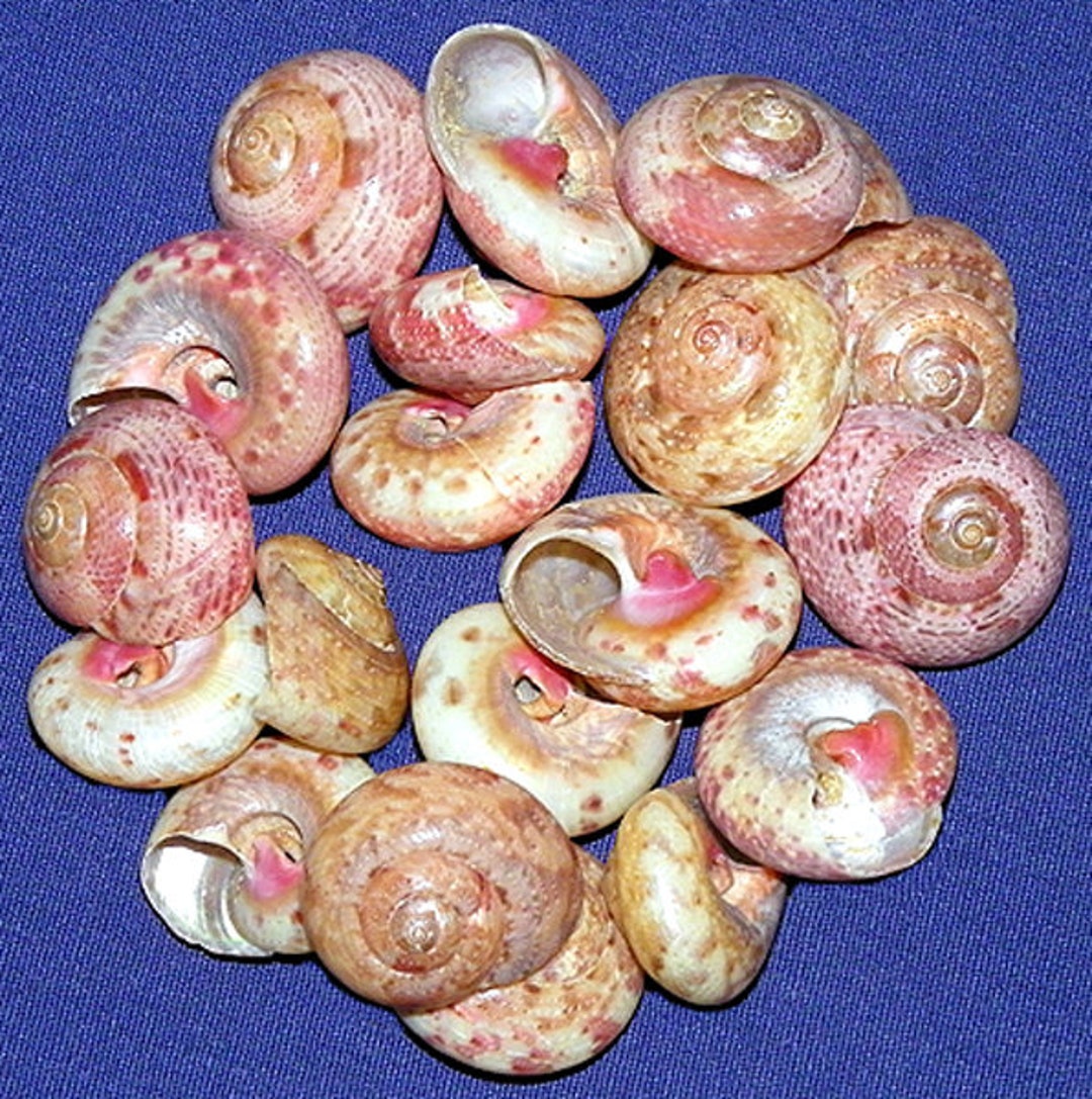 Umbonium Guamensis ~ Polished Cinerious Turbo Moon Shells ~3/4"~ Craft ...