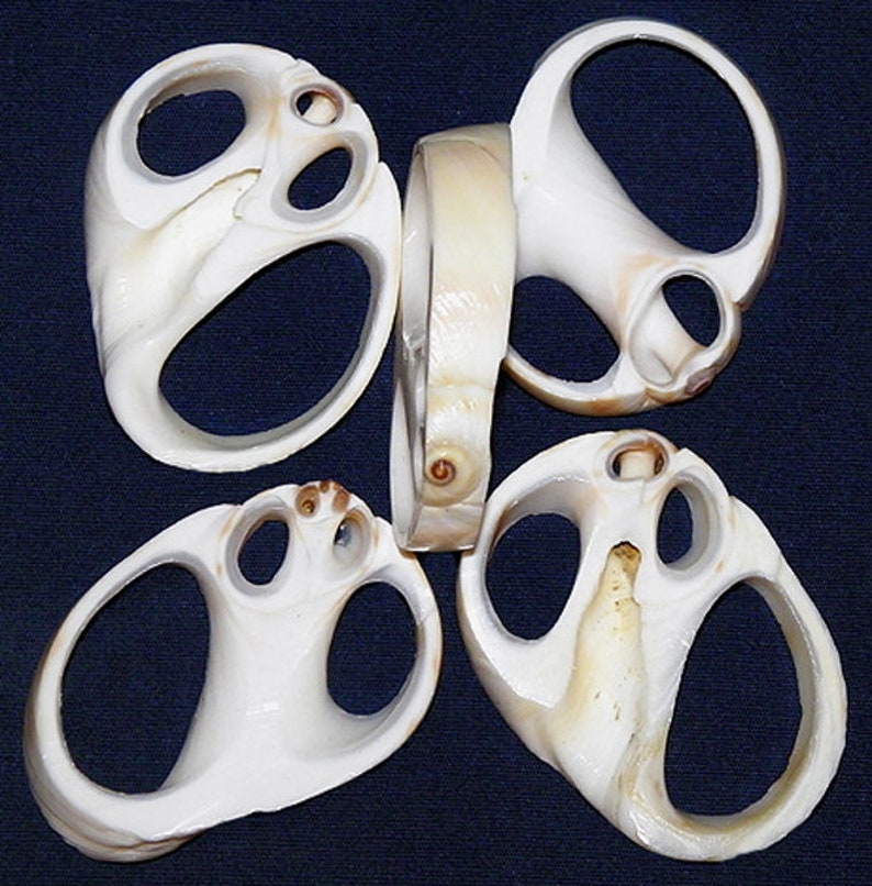 Nautica Vitellus Center Cut Calf Moon Snail Shells - Etsy