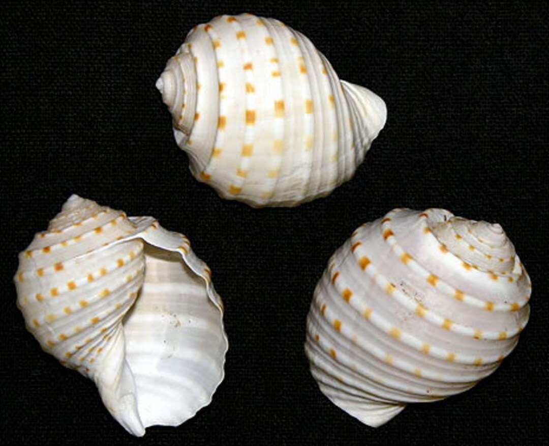 Spotted Tun Tonna Tessalota Seashells 2"-3" (2 Shells) - Etsy