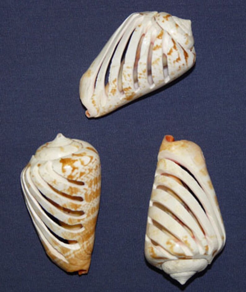 Swirl Cut Strombus Luhuanus Conch 2. Craft Shells 1 - Etsy