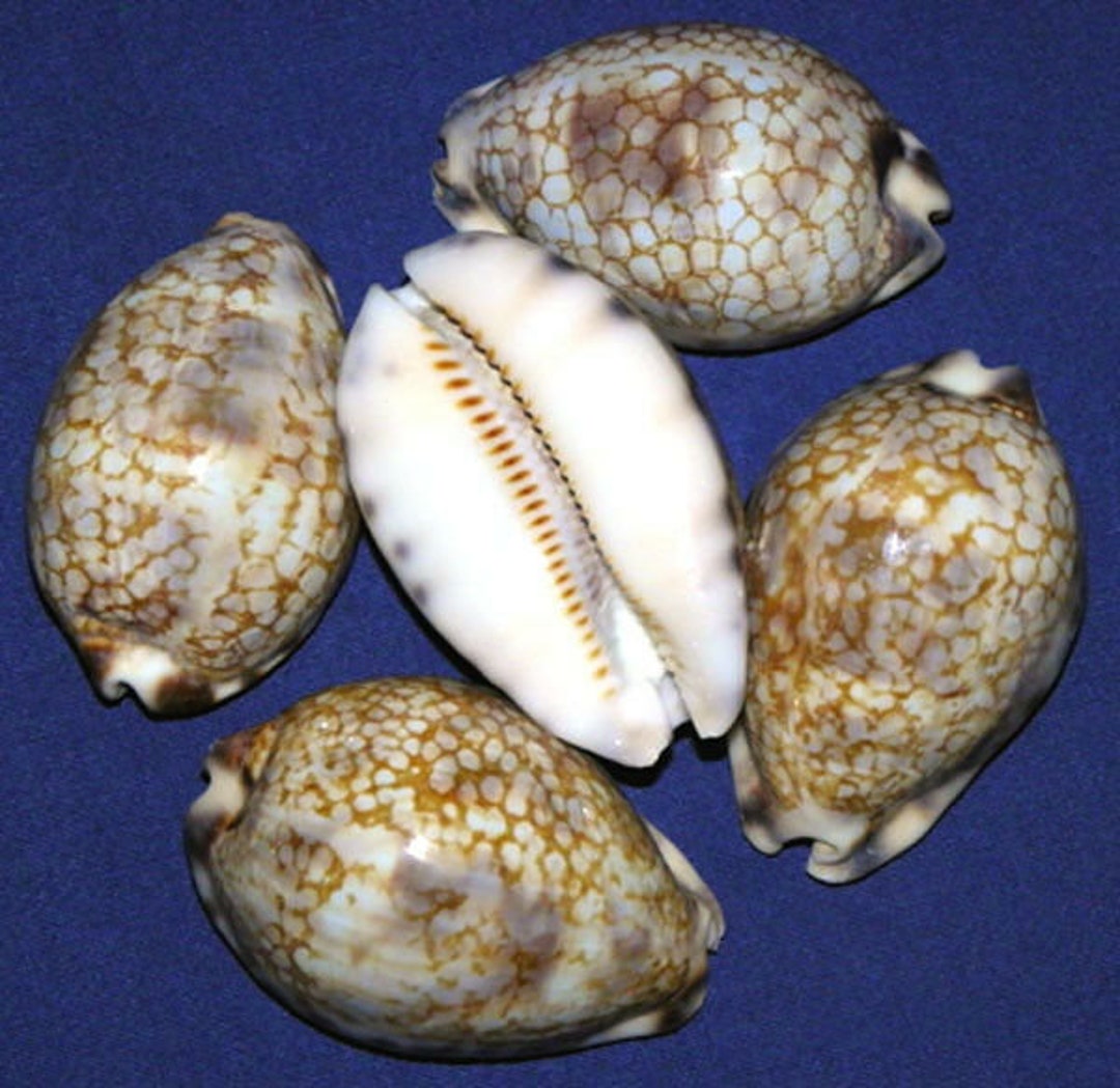 Cypraea Cowrie Mauritia Histrio Seashell 2"-2-1/2" (1 Shell) - Etsy
