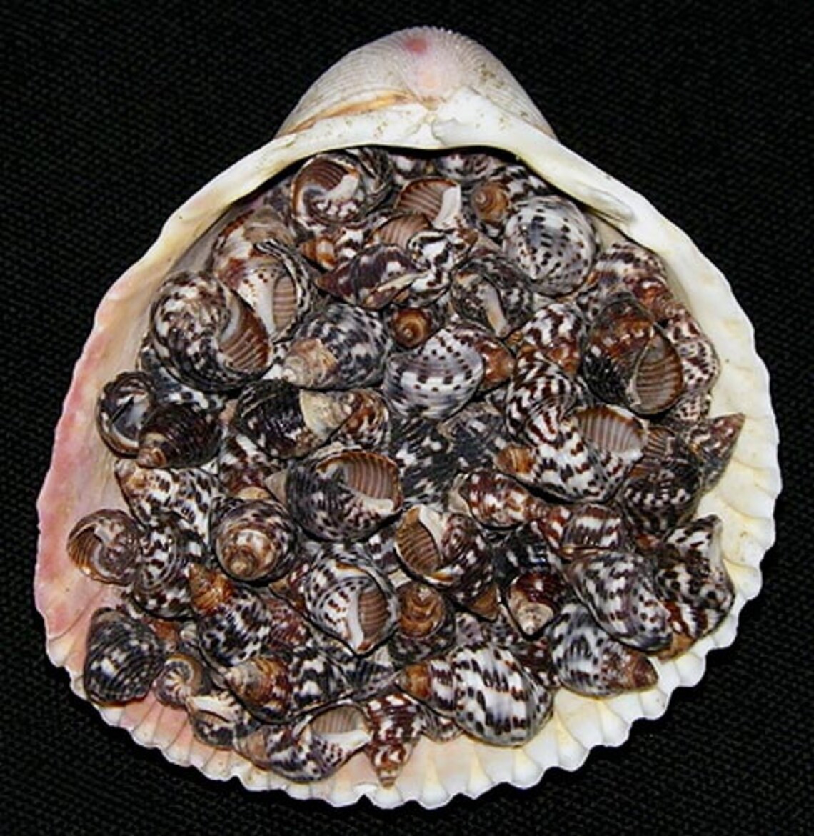 Planaxis Sulcatus Seashells ~ Approximately (800) 3/8"~1/2" Craft ...