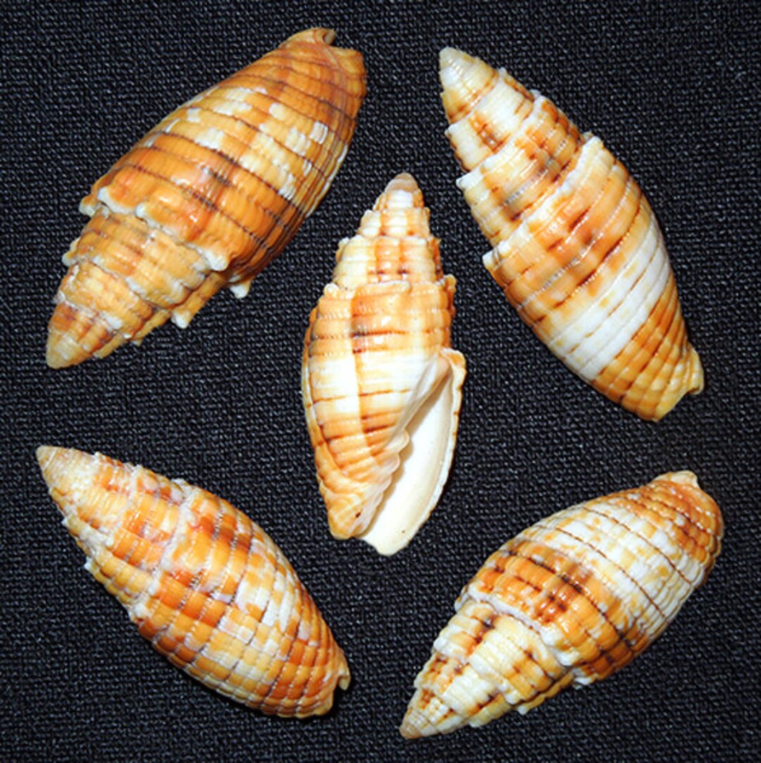 Mitra Puncticulata (1-1/4"-1-1/2") (31mm.-38mm.) Specimen Collector ...