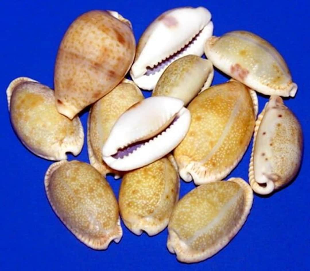 Cypraea Naria Erosa Cowrie Seashell 31/35mm. (1-1/4")~ Specimen ...