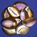 Cebu Beauty Snail Shells 1/23/4jewelry Seashell Supplies 20 Shells - Etsy