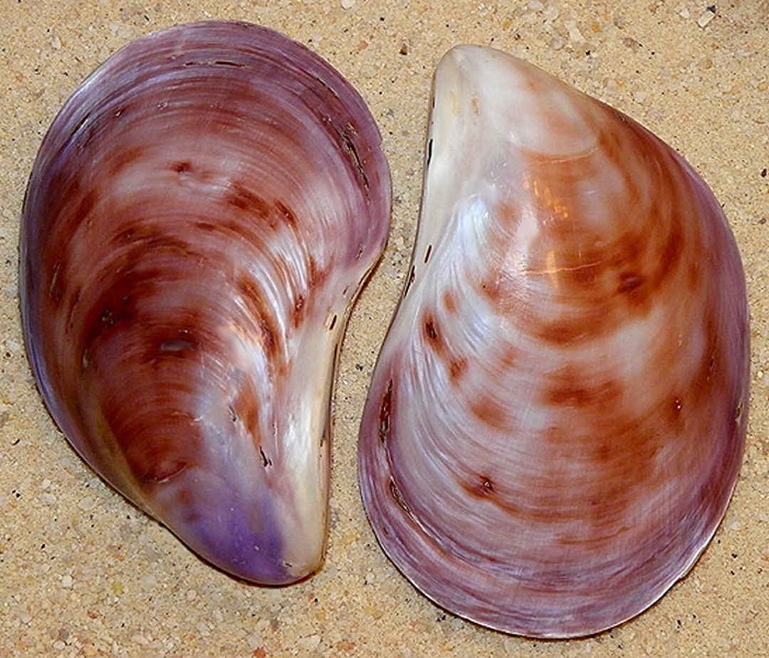 Lg. Polished Seloy Oyster 4-1/2"-5" (1 Each Paired Shell Glued Together ...