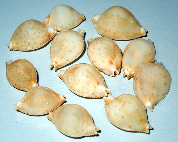 Phenacovolva Rosea Tokoi Elongated Spindle Cowrie Shell 1-1/2/36mm. F ...