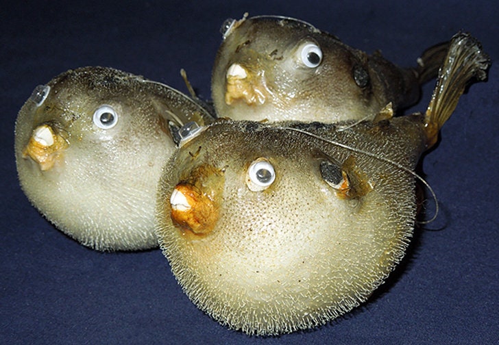 Real Parrot ~ Puffer Blow Fish ~ Taxidermy ~ (approx. 4") With Wiggly ...