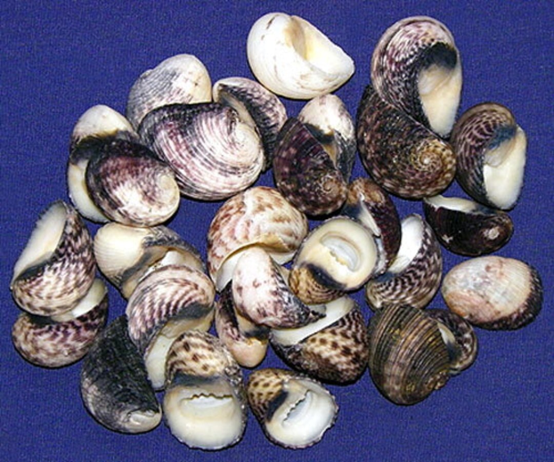Waved Nerite, Nerita Undata~1/2"-3/4"~craft and Jewelry Seashell Supplies~ (50 Shells) - Etsy