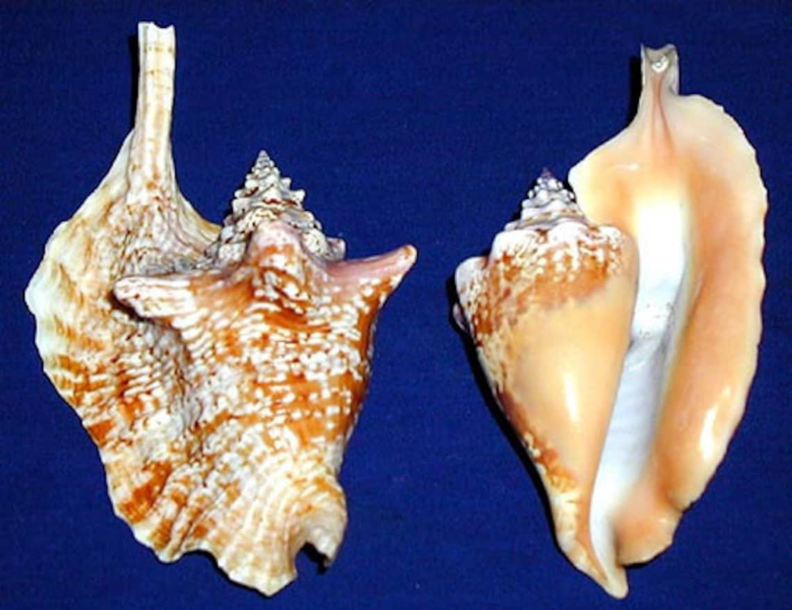 Strombus Gallus Rooster Conch Shell 45 1 | Etsy