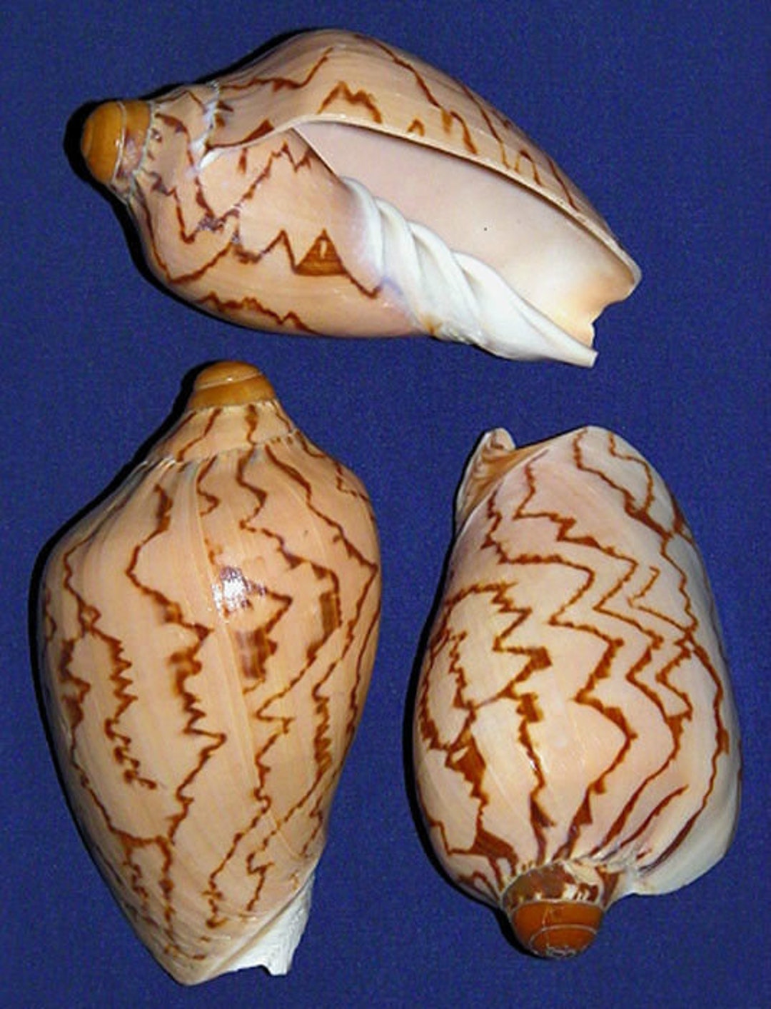 Nobilis Voluta Noble Volute Shell 3''~ Craft Seashells ~ (1 Shell) - Etsy