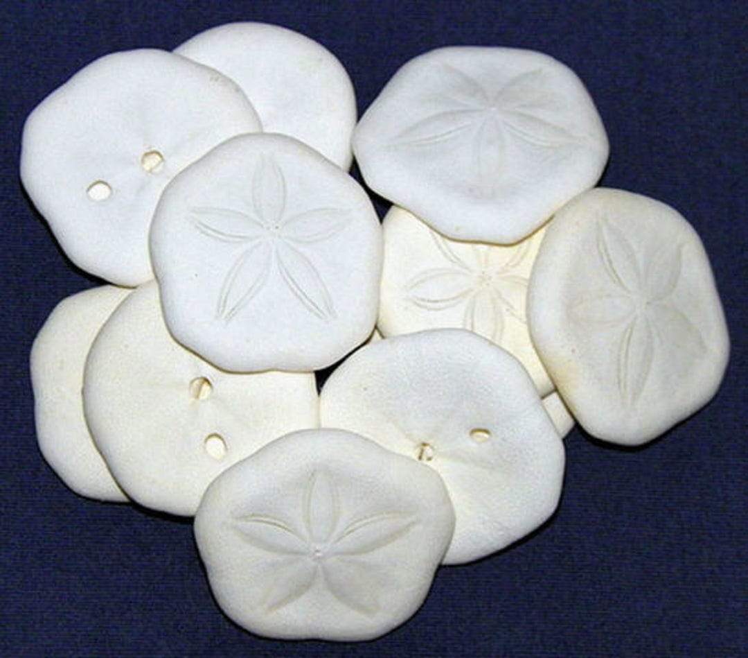 Sea Cookie,sea Biscuit,sand Dollar Shells (1") Craft Seashell (3 Sea ...