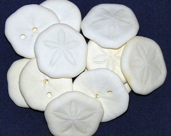 Cebu Beauty Snail Shells 1/23/4jewelry Seashell - Etsy