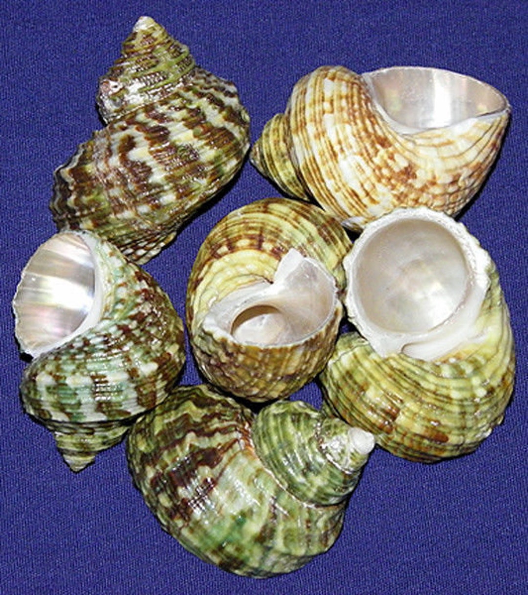 Green Turbo Brunneus Shells Tumbled/polished 1-1/2" - 2" (1 Shell) BULK ...