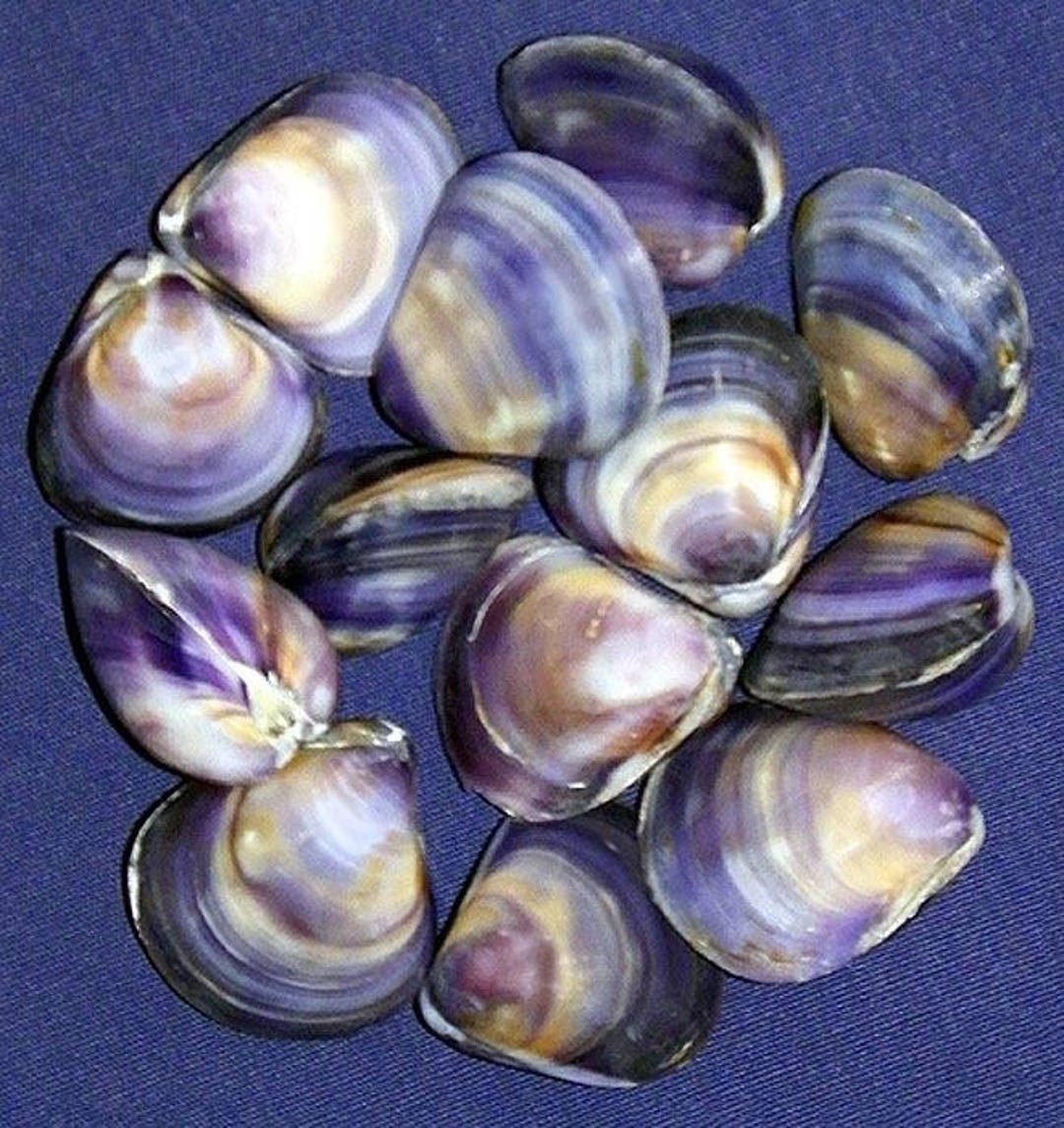 Polished Purple Violet Clam 1" Glued Paired Craft Cockle Seashells ~ (2 ...