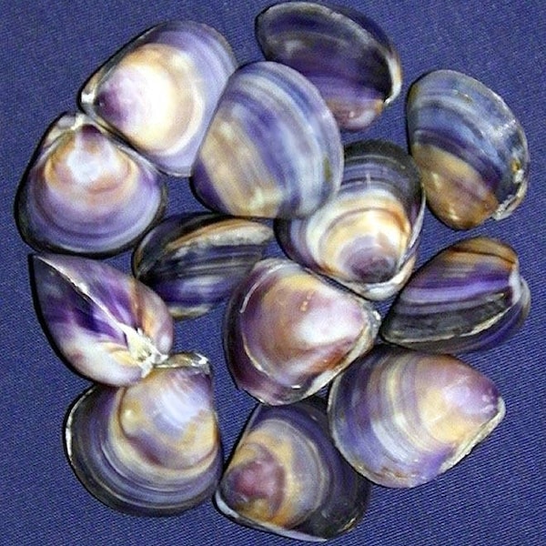 Purple Clam Shells - Etsy