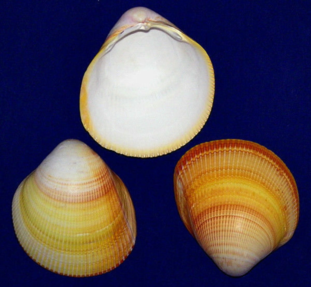 Yellow Cardium Cockle Half Shells, ~ (2 Shells) 2-1/2" - 3-1/2" - Etsy