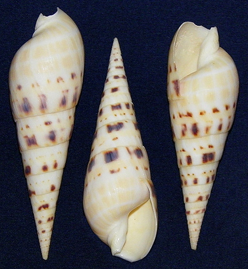 Polished Marlin Spike Auger Shell Terebra Maculata - Etsy