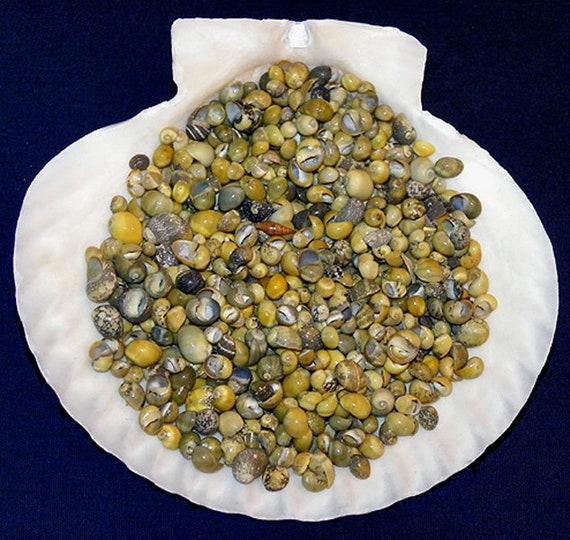 Mongo Littorina Craft Shells Yellow And Green Approx. 1500 | Etsy