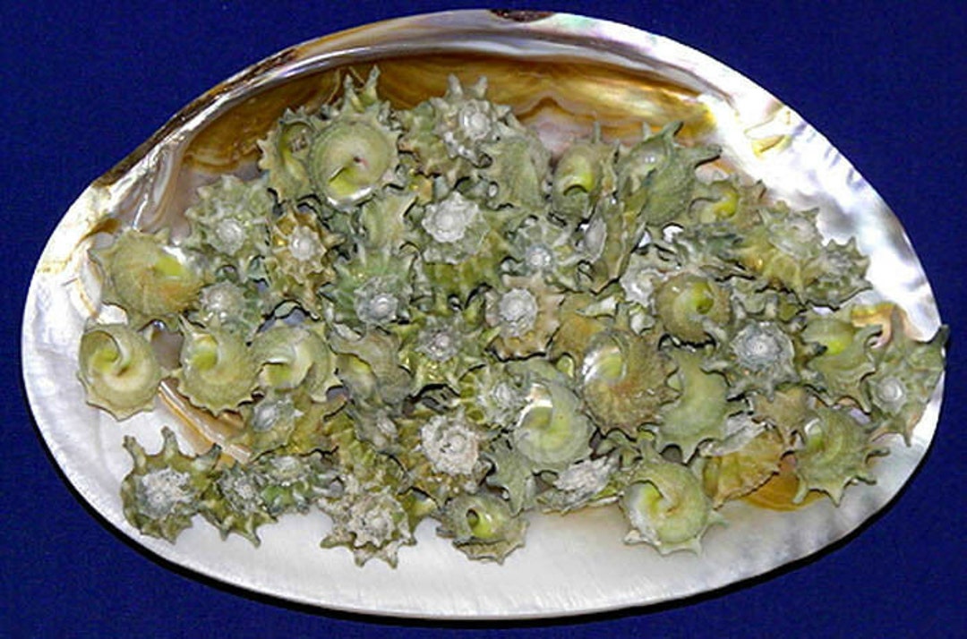 Astraea Calcar ~ Spurred Turban Shells 3/4"-1" (10 Shells) - Etsy