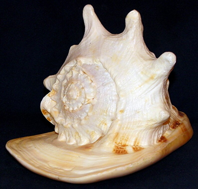 Cassis Cornuta Queen Horned Helmet Shell 9-3/4 X - Etsy