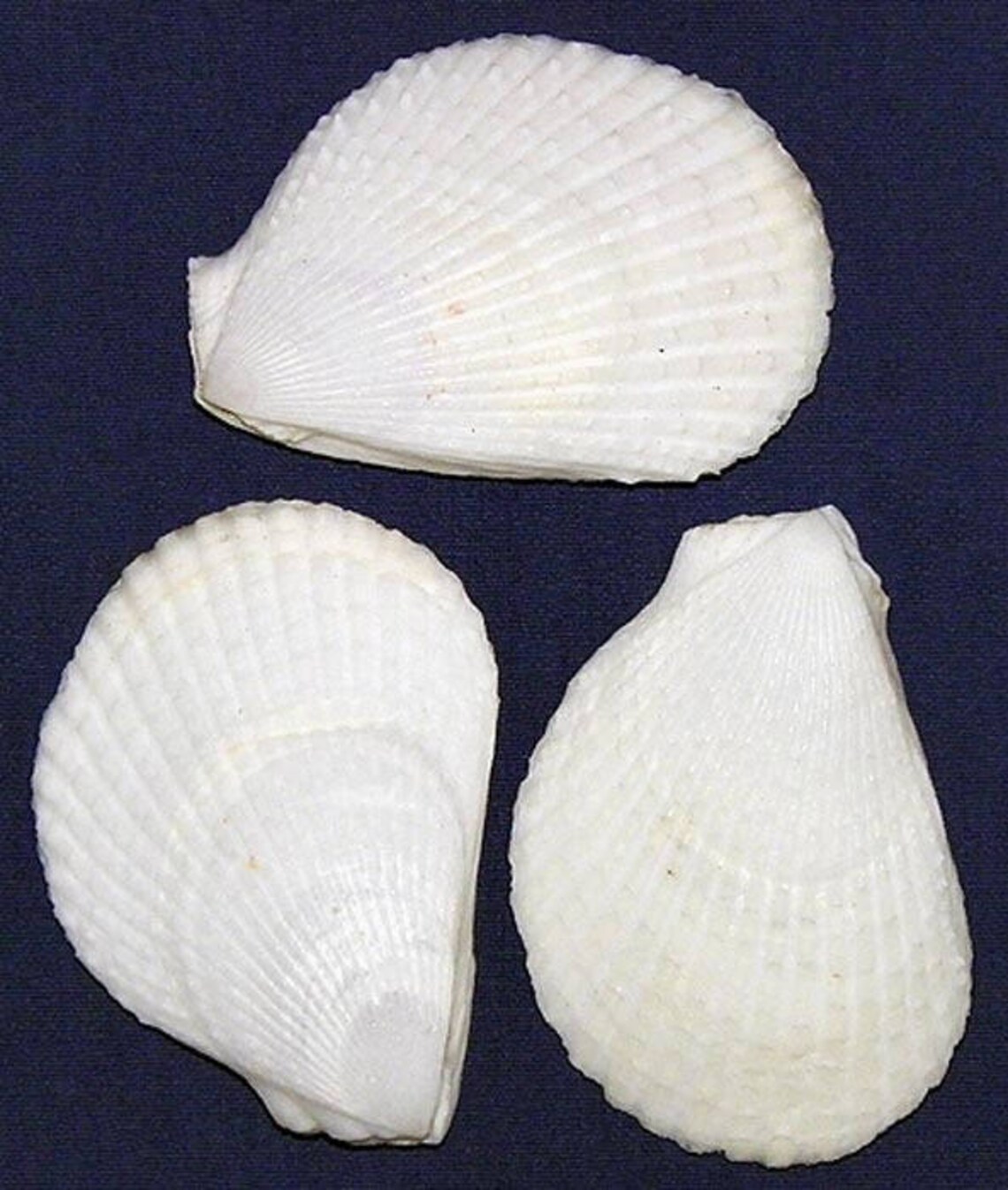 Lima File Clam Glued Pair Seashells (2"-2-1/2") (1 Shell) BULK ...