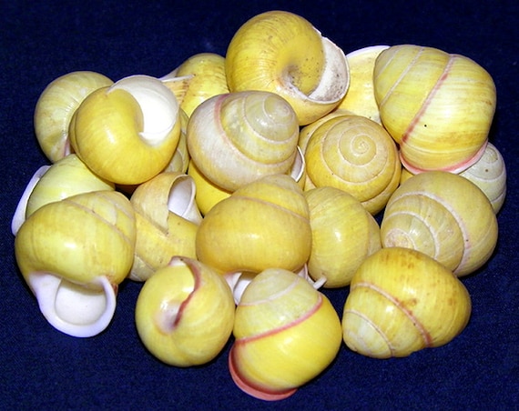 Yellow Land Snail Seashells 1/23/4 5 Shells | Etsy
