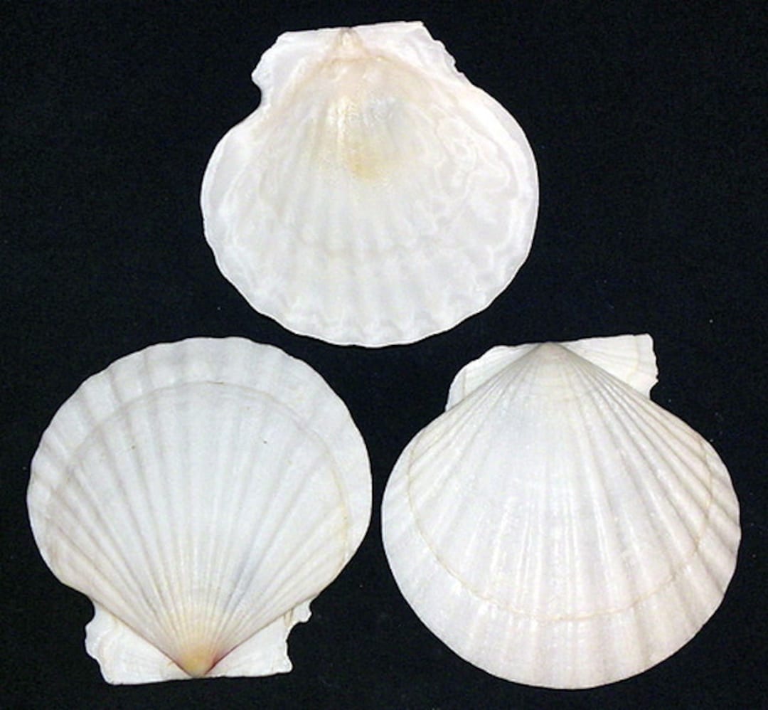 Japanese White Pecten Yessoensis Scallop Seashell 3-1/2"-4" (2 Shells ...