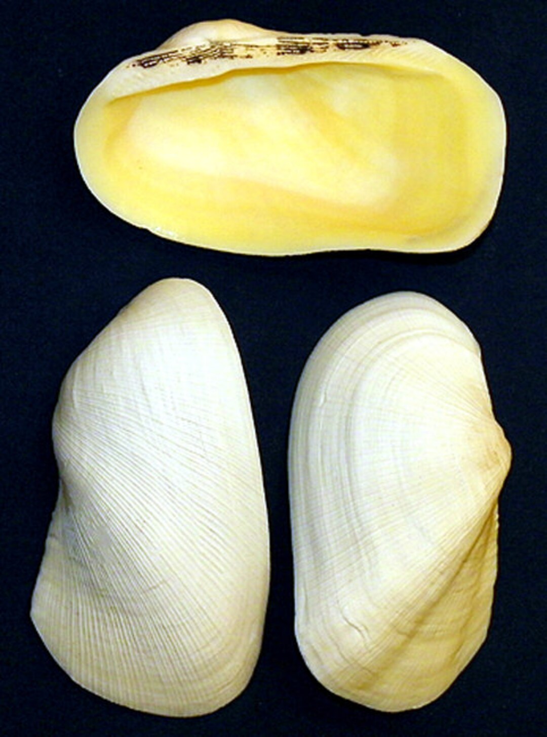 Twisted Ark Clams ~ (anadara Seashells) 2-1/2" - 3-1/2" (2 Half Shells ...