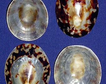 Limpet Shell Jewelry - Etsy