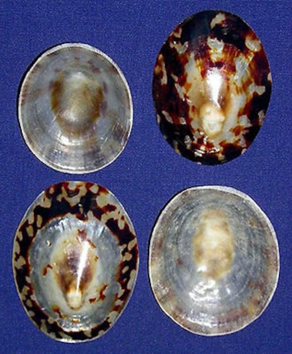 Polished Oval Owl Limpet Seashells 1-1/2 2 | Etsy