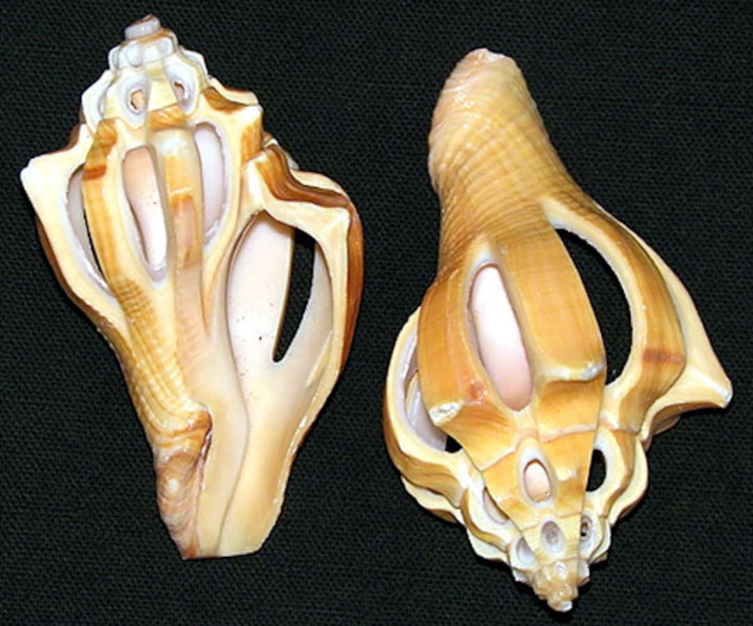 Cut Indian Vole Melon Conch Shell ~ Pugilina Cochlidium Seashell 3"-3-1 ...