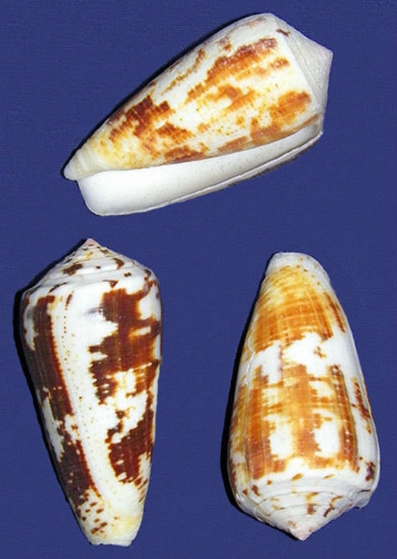 Conus Magus Cone Shell 1-1/22 Craft Seashells | Etsy