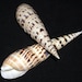 Polished Marlin Spike Auger Shell Terebra Maculata | Etsy