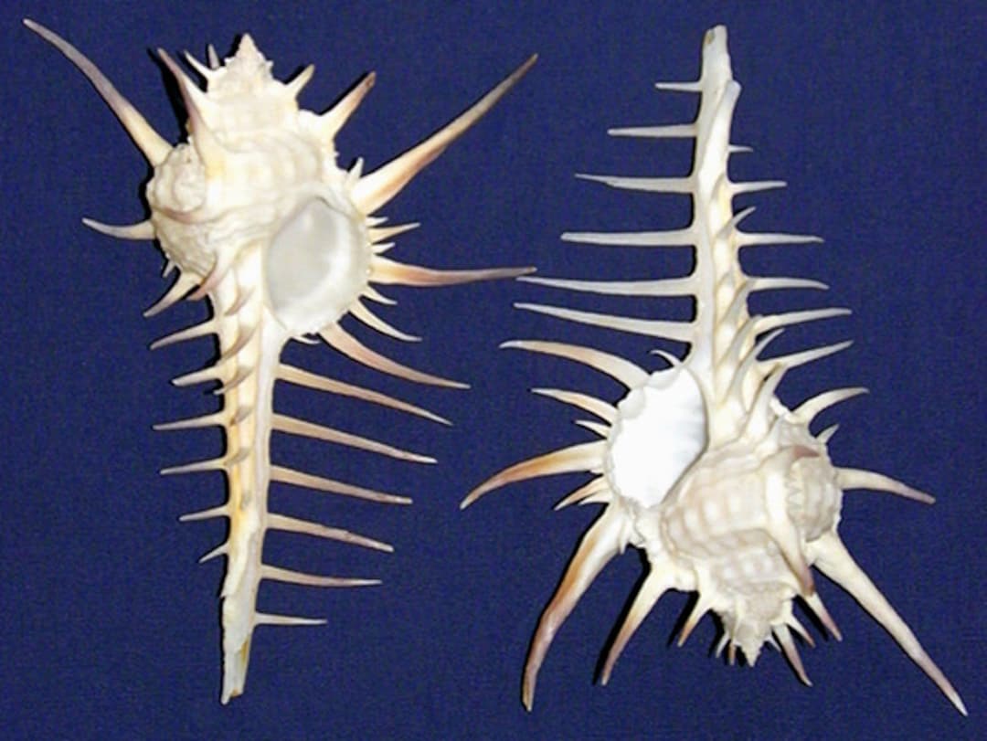 Murex Pecten Negros~black Tip Shell (SELECT Size)~craft/supply ...